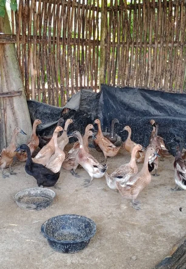 Tips Sukses Beternak Bebek: Modal Kecil, Untung Besar! Ini Rahasianya ...